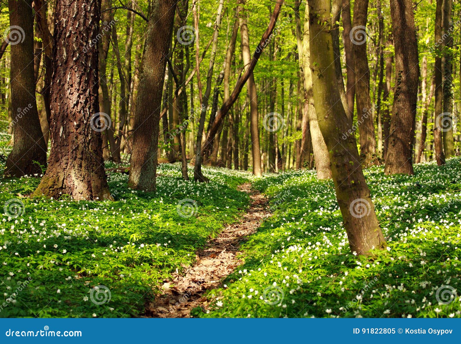 Trail in Green Blossoming Spring Forest, Nature Background Stock Image ...