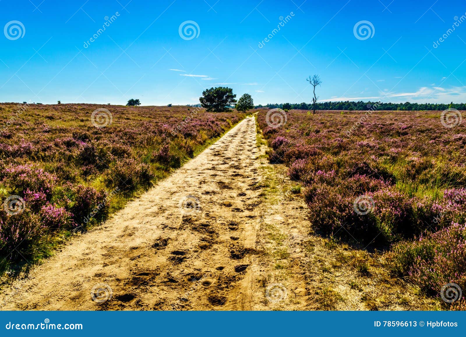 Trail through the Heather Fields with Blooming Purple Calluna Heathers ...