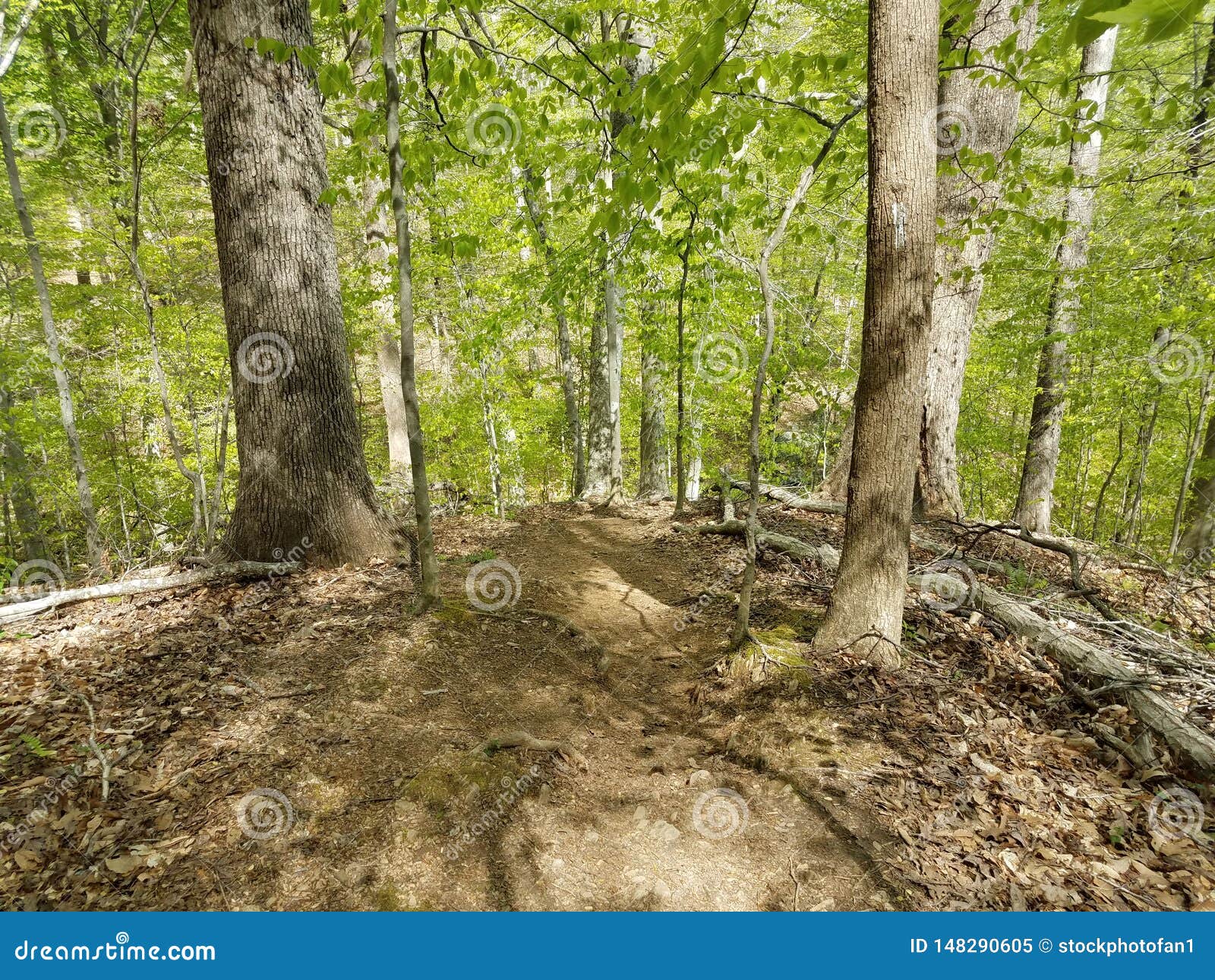 Trail on Hill with Tree Roots in Forest or Woods Stock Image - Image of ...