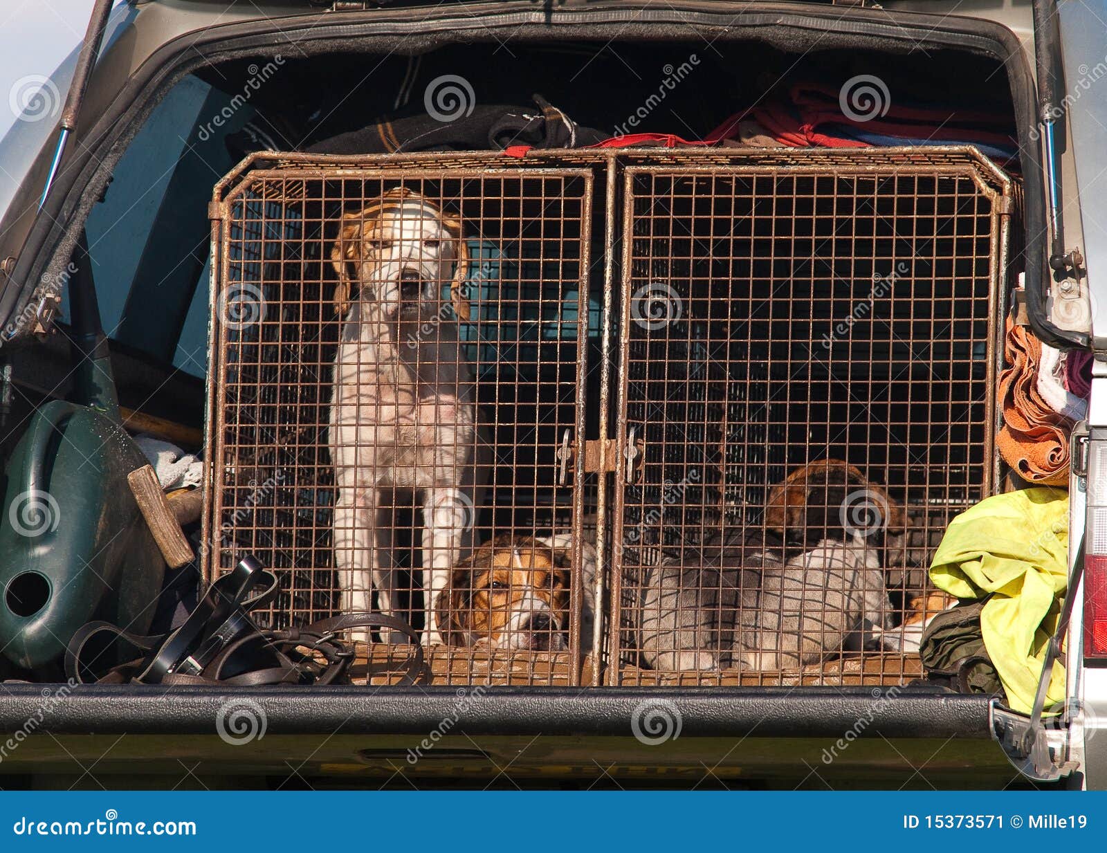 Trail Hounds in cage stock image. Image of betting, sports - 15373571