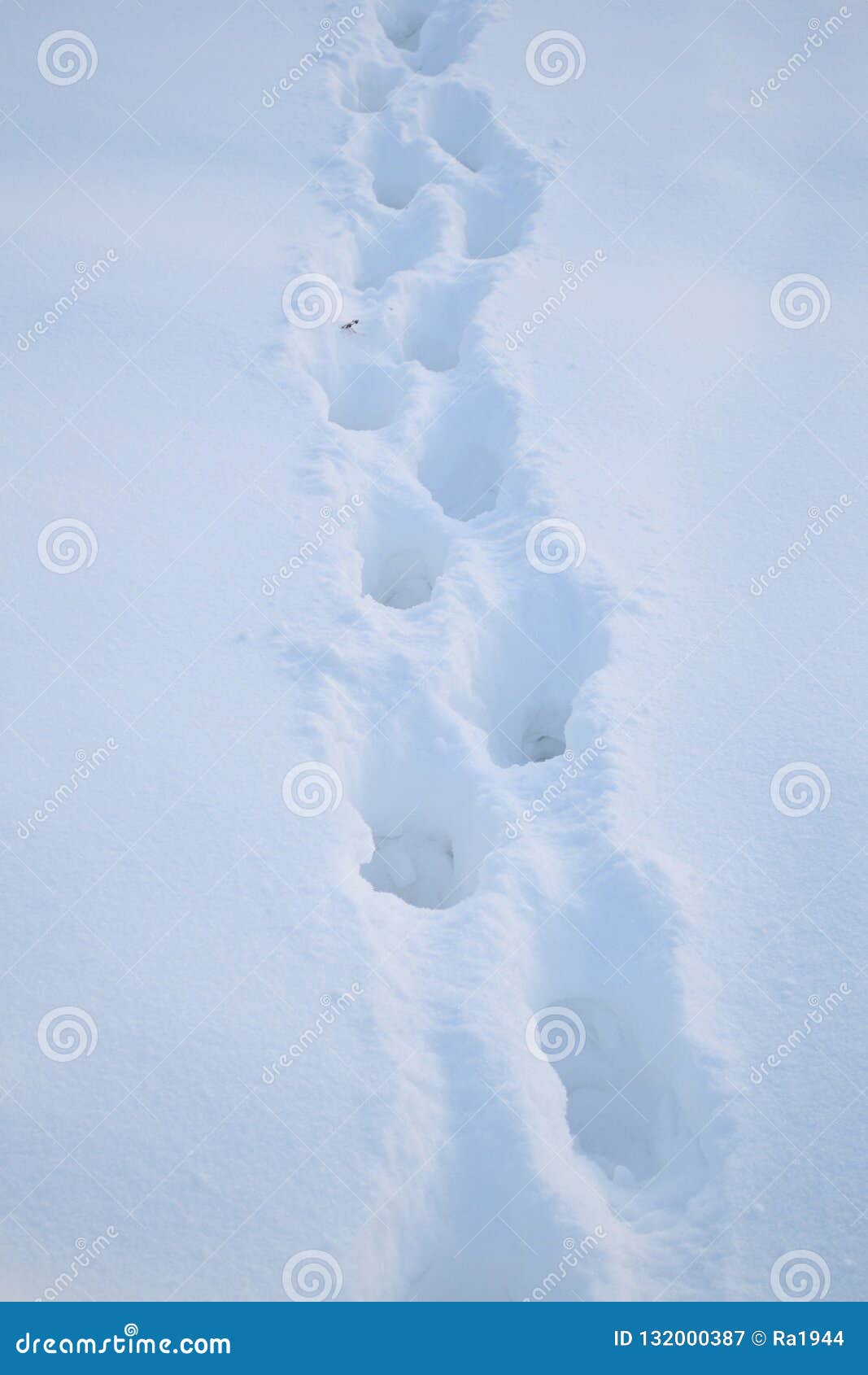 Trail of Human Tracks in the Snow. Winter Stock Image - Image of frost ...