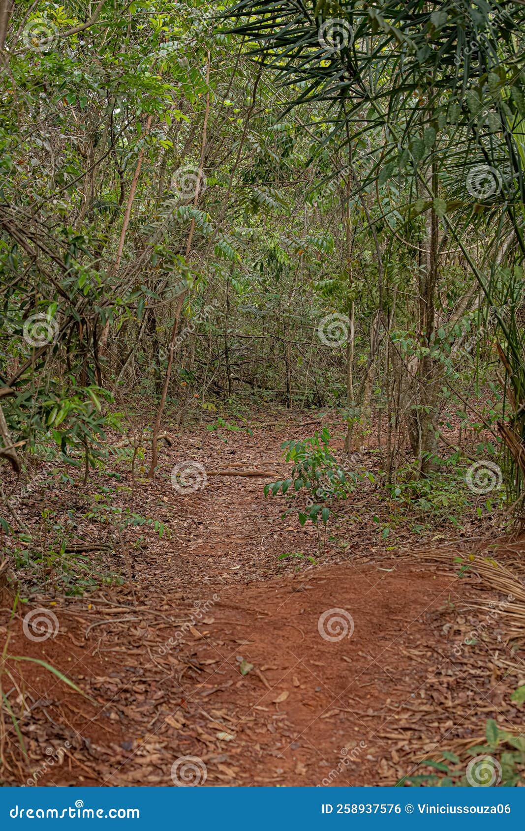 Trail Inside a Closed Forest Stock Photo - Image of cerrado, ecological ...