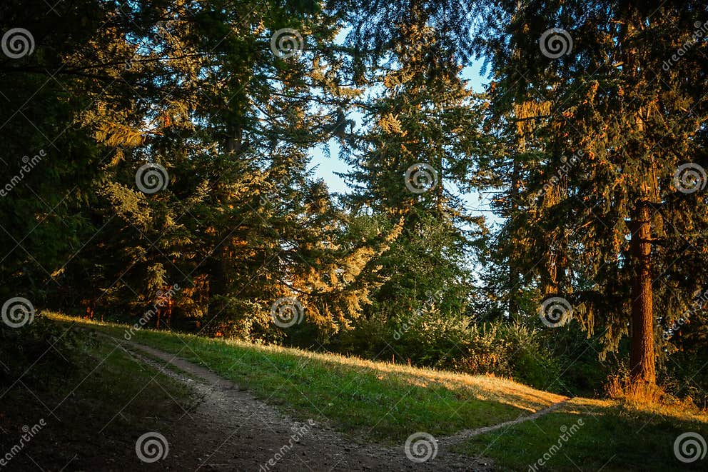 Trail Intersection in Forest Clearing at Sunset Stock Photo - Image of ...
