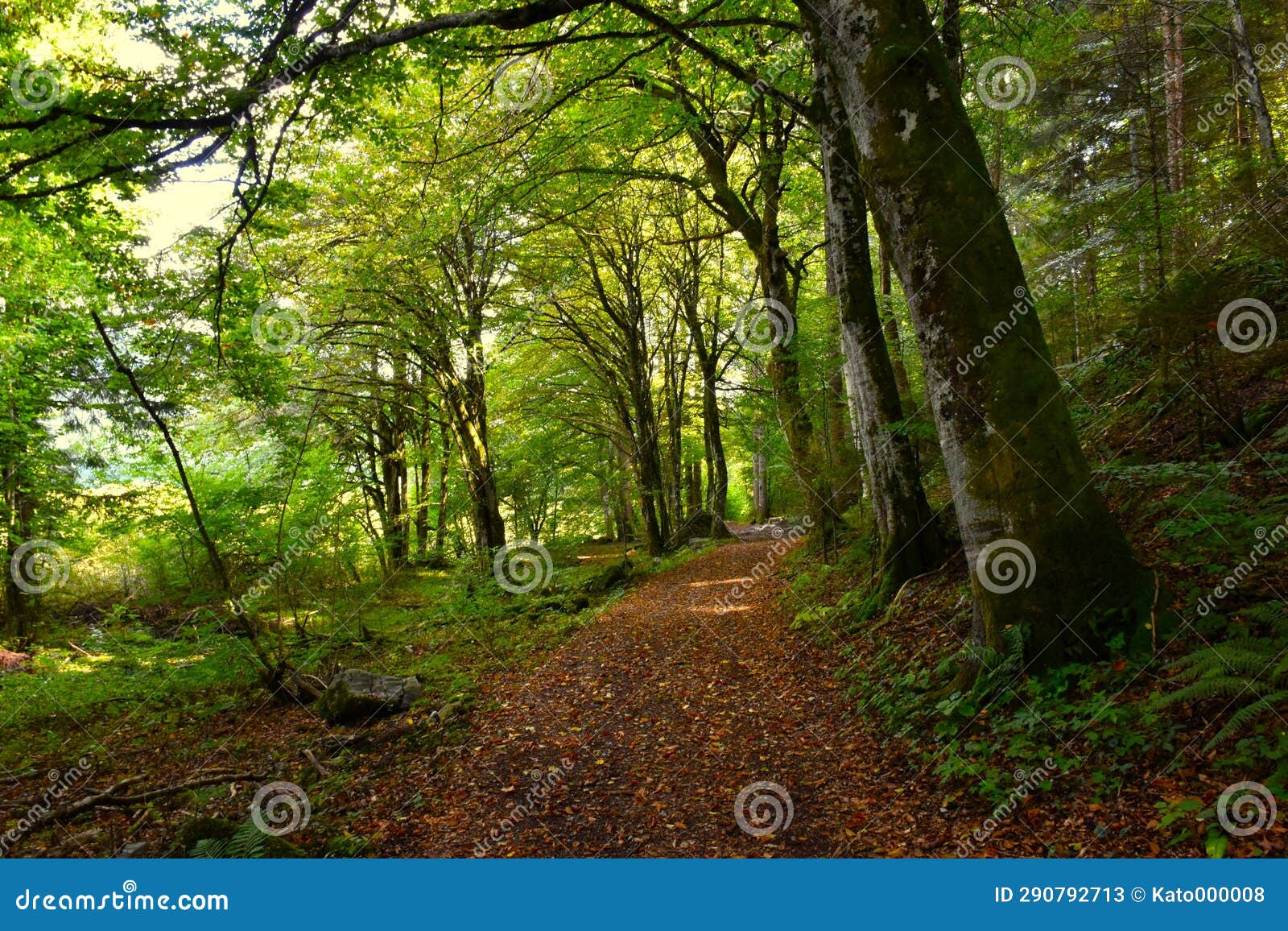 Trail Leading through a Temperate, Deciduous, Broadleaf Forest Stock ...