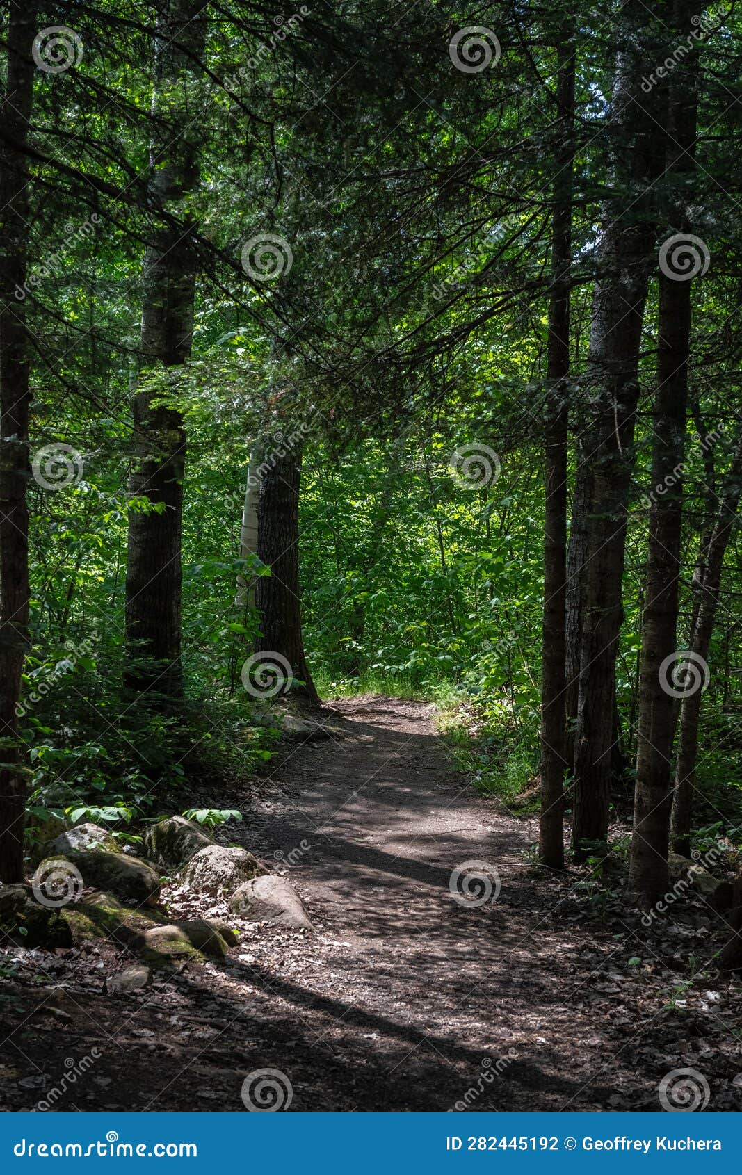 Trail Leads through Northern Minnesota Woods Stock Photo - Image of ...
