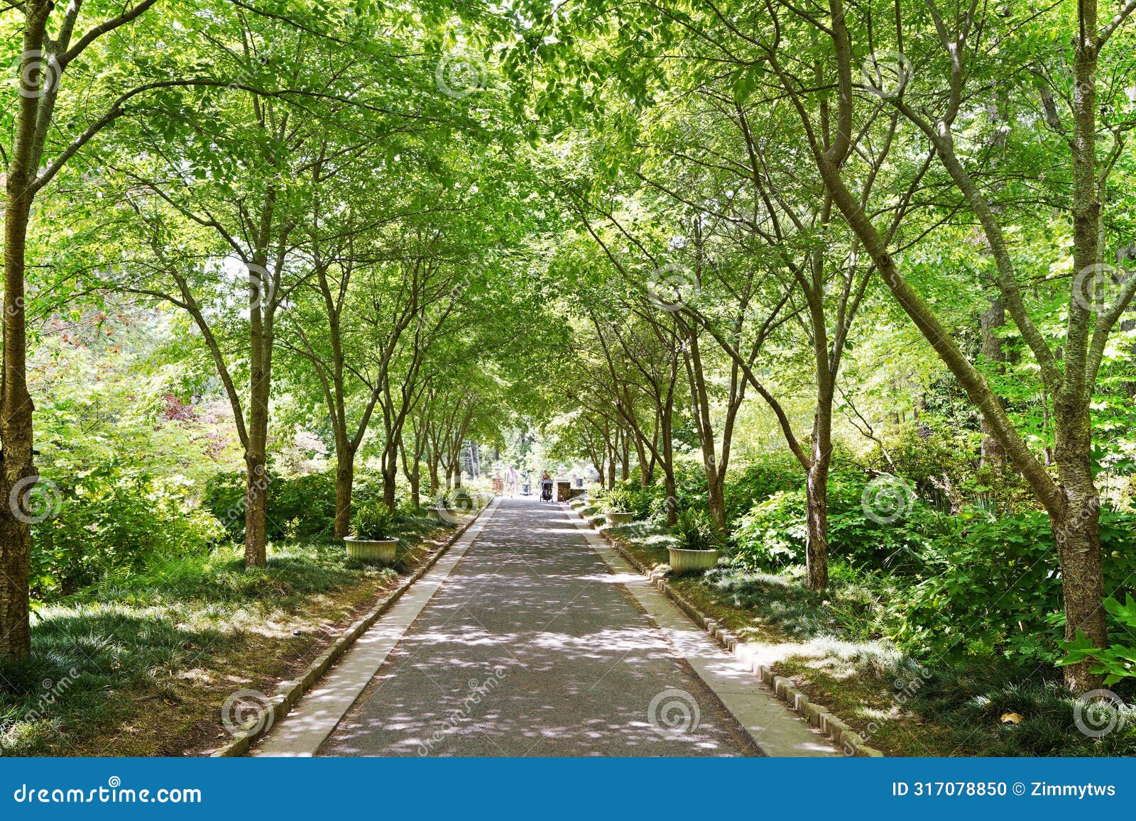 A Trail Leads Under the Tree Canopy at Duke Gardens in Durham NC Stock ...