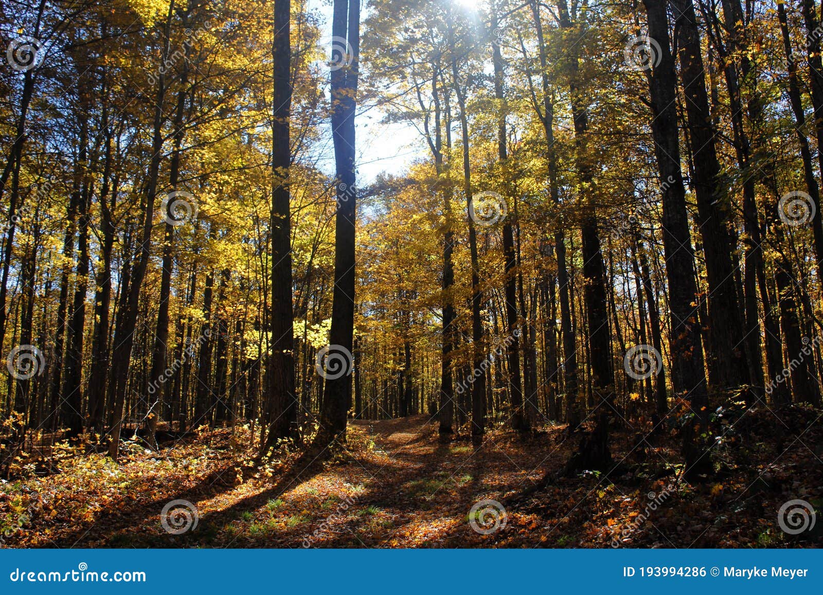 Trail of Light and Fall Colored Leaves Stock Photo - Image of walking ...