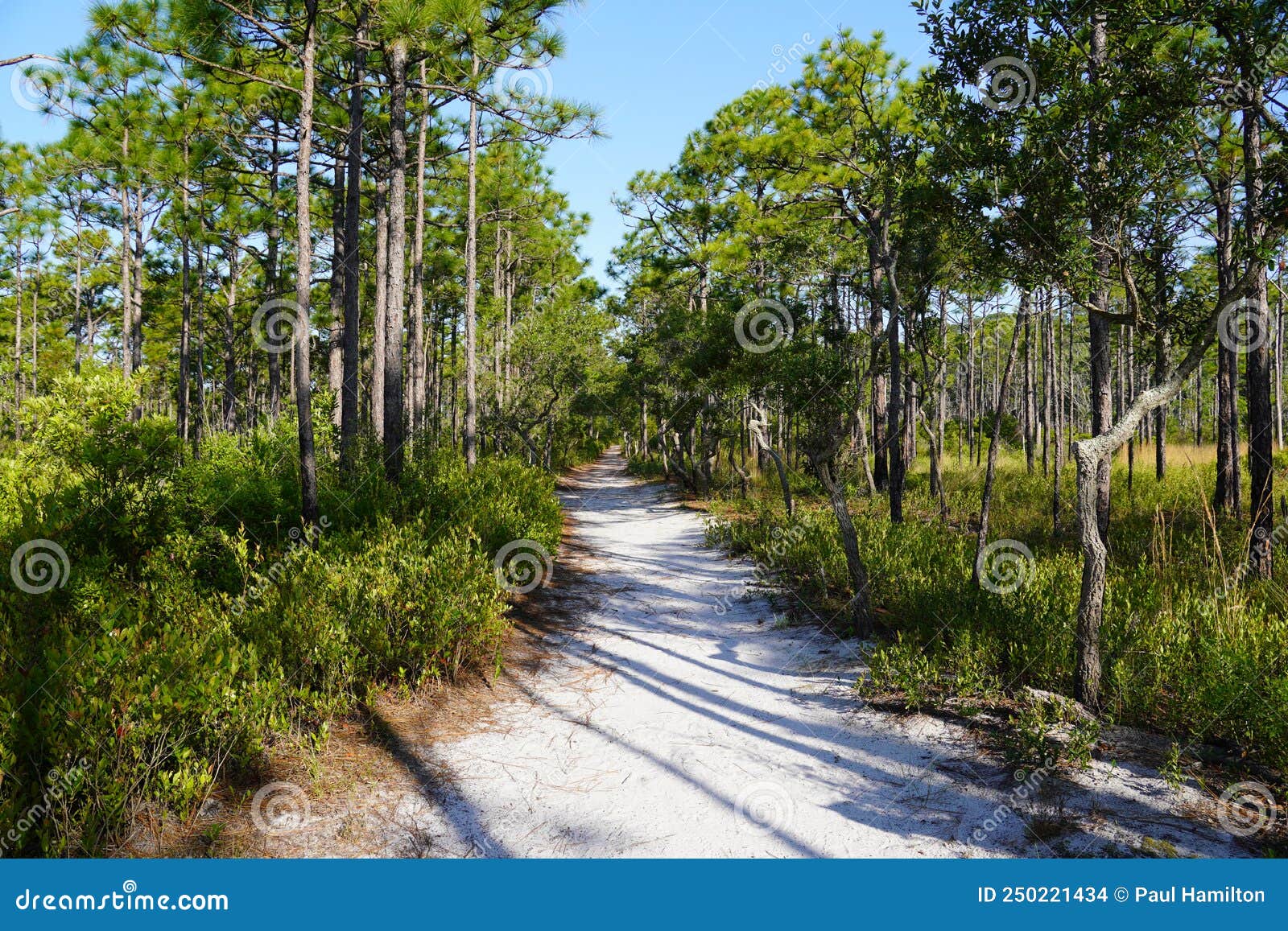 Trail through a Longleaf Pine Forest in North Carolina Stock Photo ...