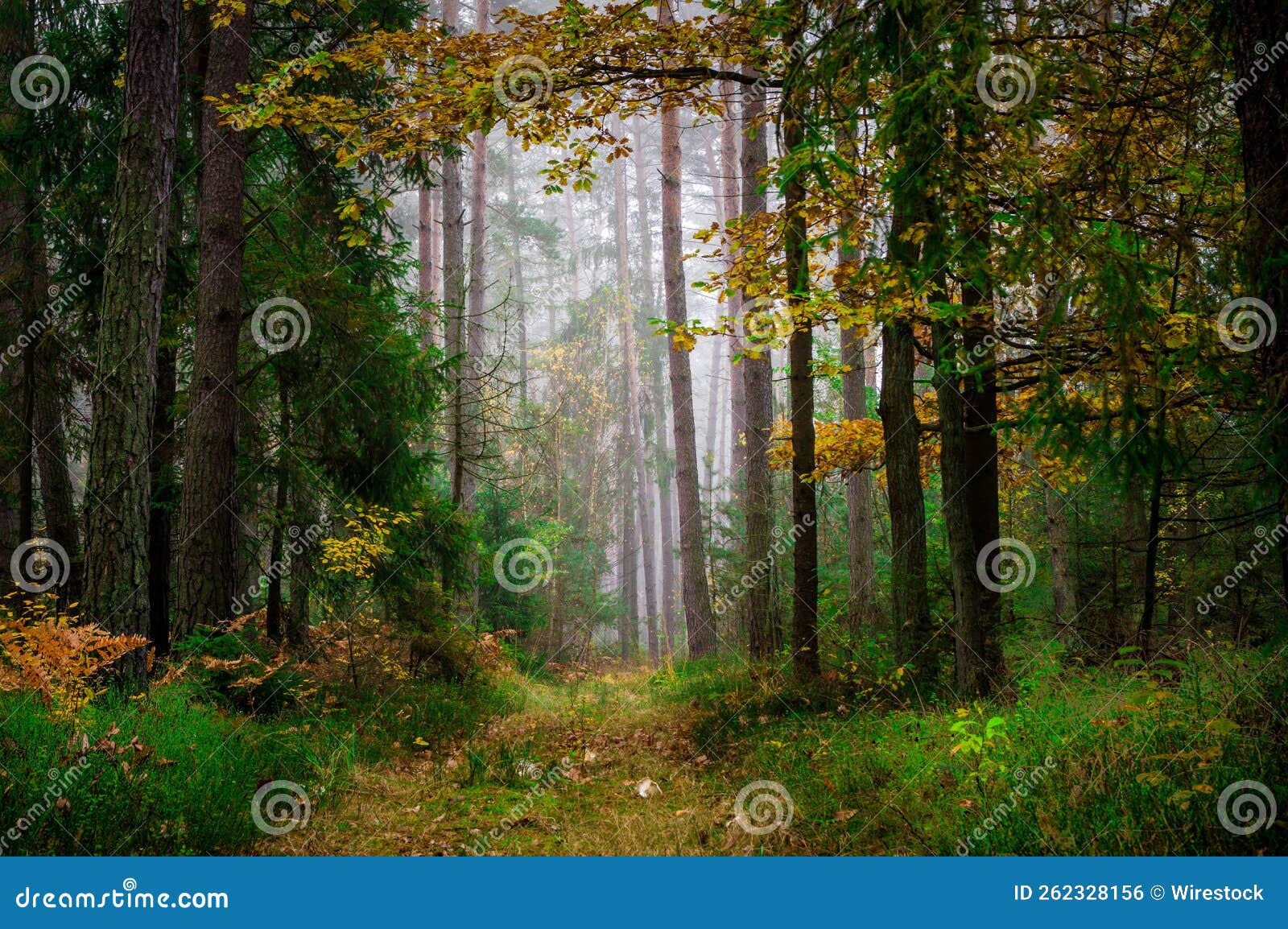 Trail in the Magical Misty Forest in Autumn Stock Photo - Image of ...
