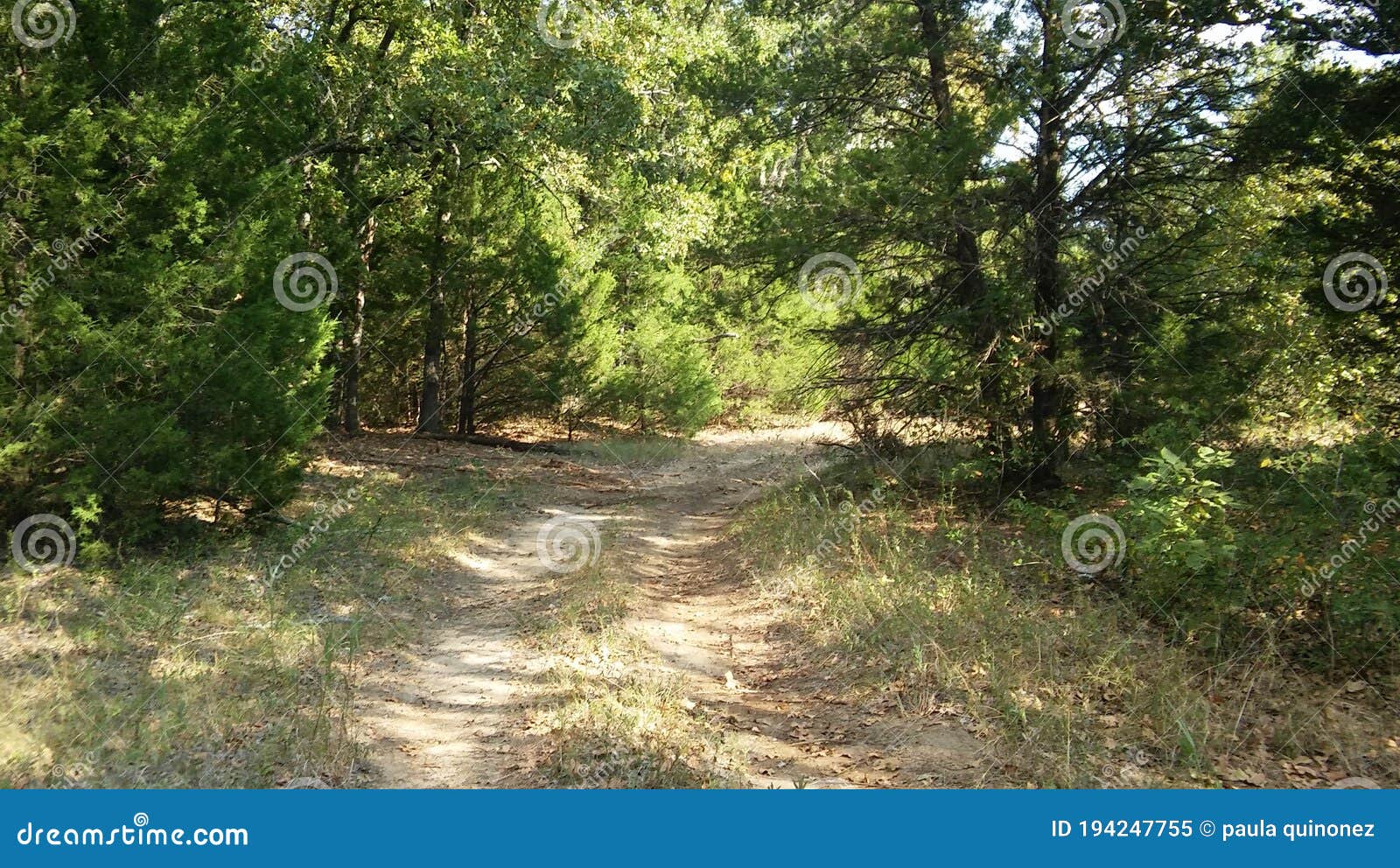 A trail and many oak trees stock image. Image of wetland - 194247755