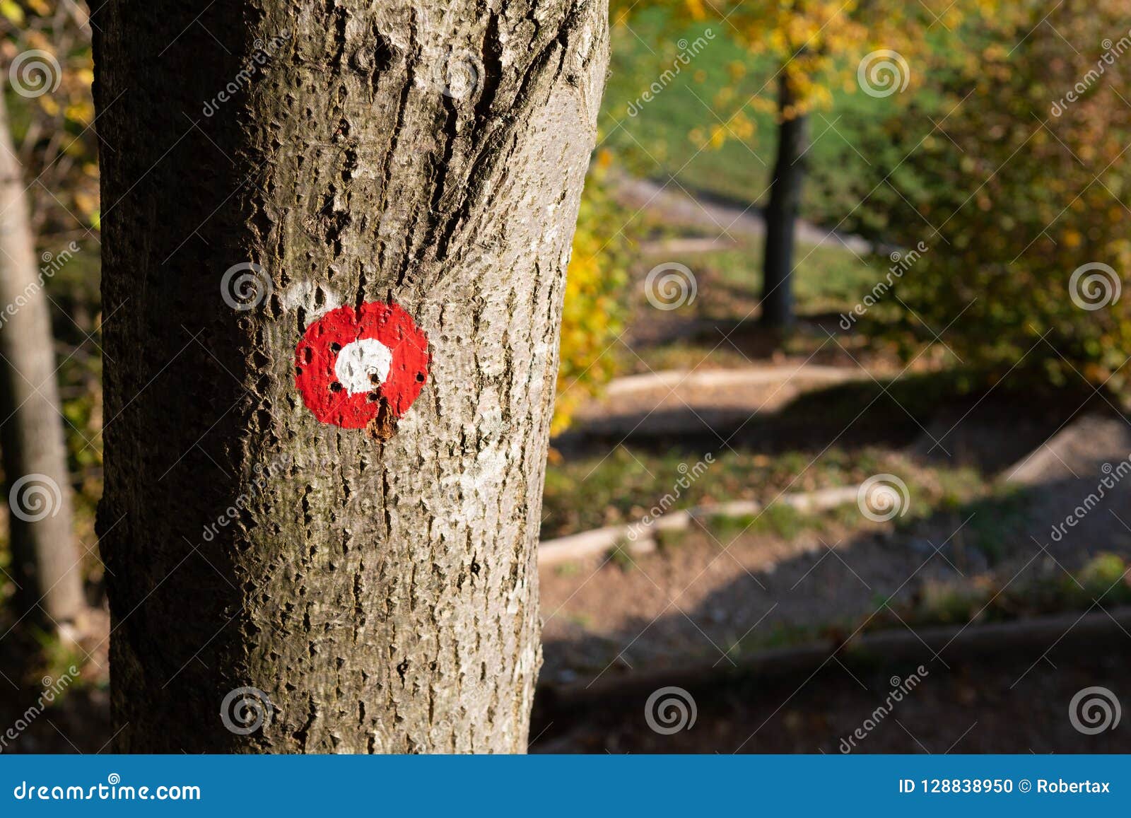 Trail Marking on Tree Trunk with Path Visible in Background Stock Photo ...