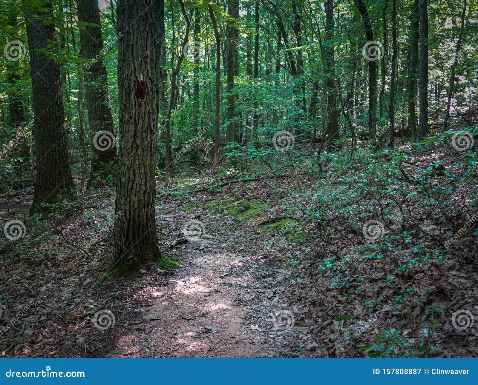 Trail Markings in Forest stock image. Image of trekking - 157808887
