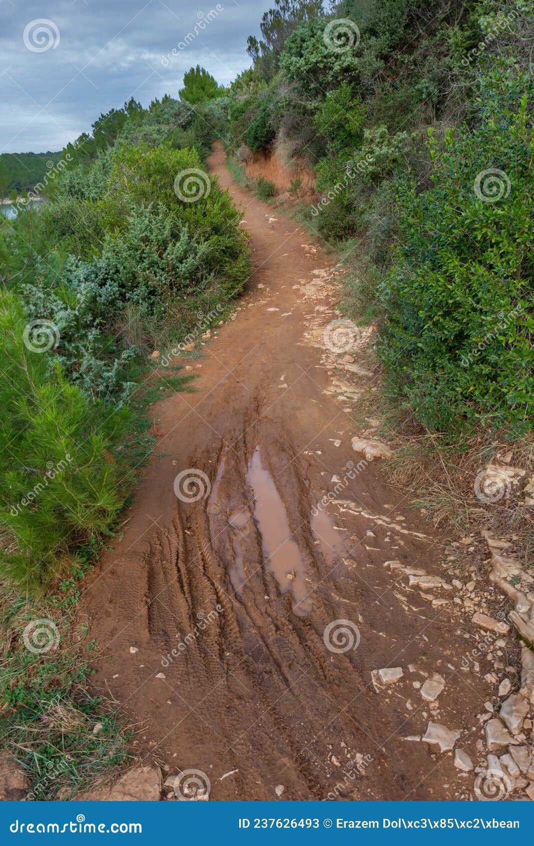 Trail through Mediterranean Vegetation with MTB Tracks in Puddle Stock ...