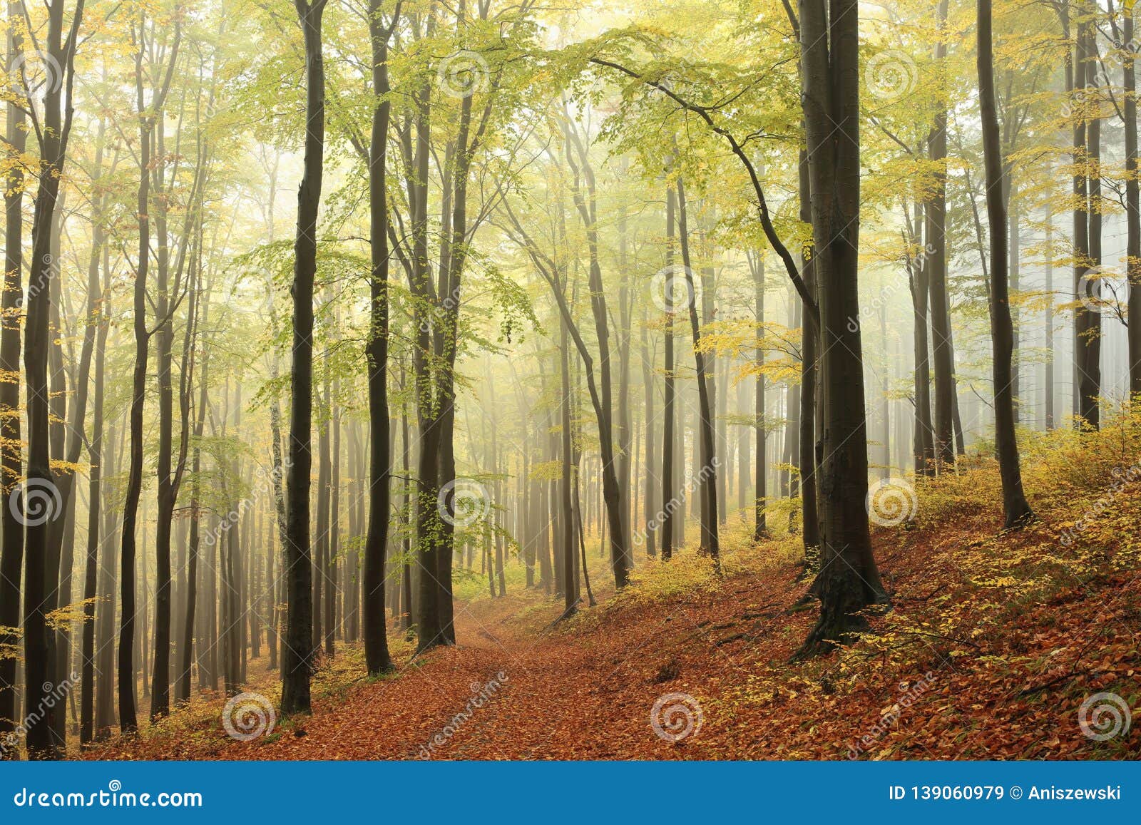 Trail through the Misty Autumn Deciduous Forest Path through an Autumn ...