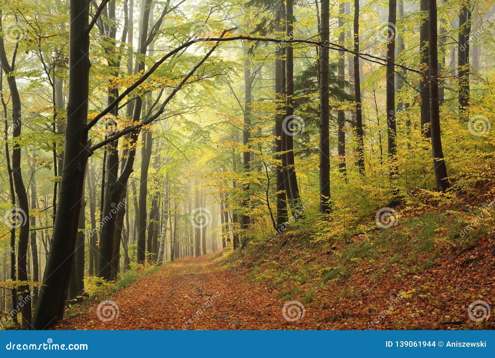 Trail through the Misty Autumn Deciduous Forest Path through an Autumn ...