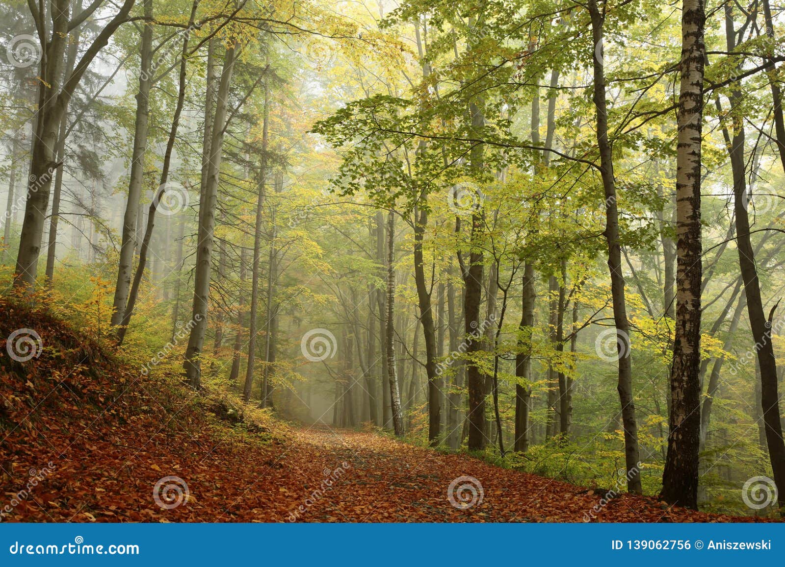 Trail through the Misty Autumn Deciduous Forest Path through an Autumn ...