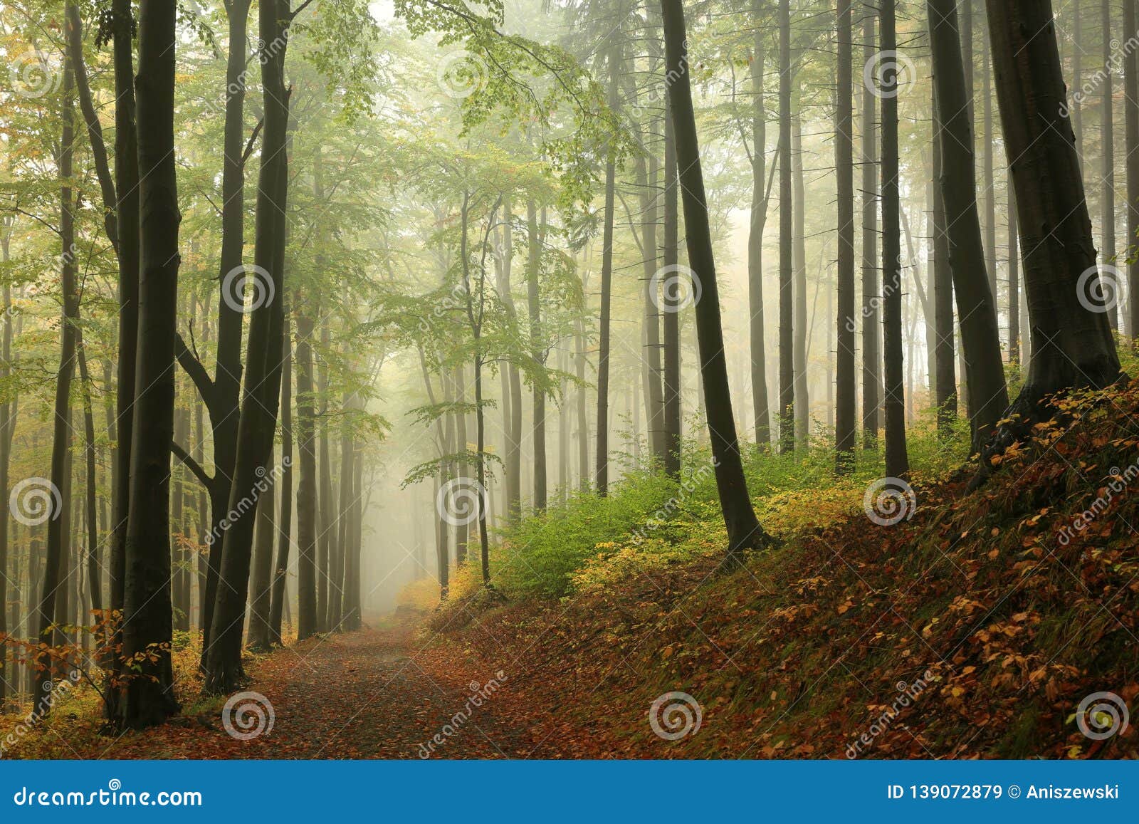 Trail through the Misty Autumn Deciduous Forest Path through an Autumn ...