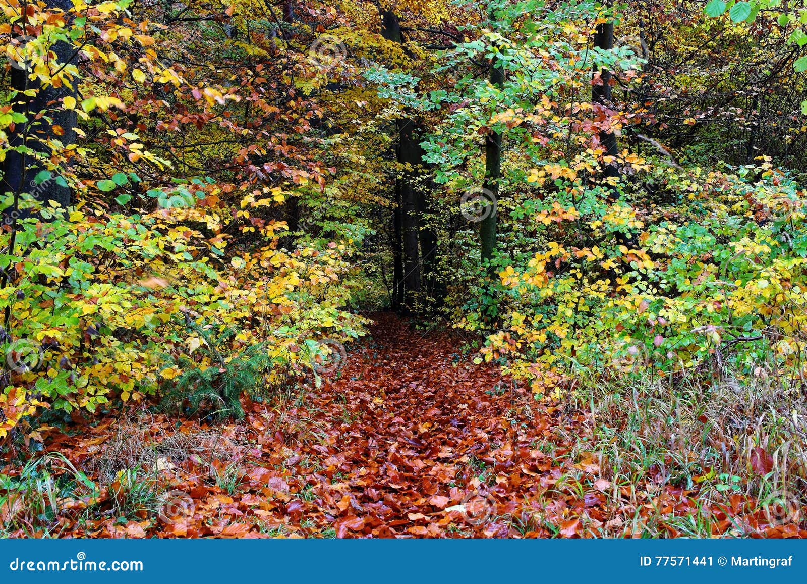 Trail into Moist Forest Fall Season Nature Background Stock Image ...