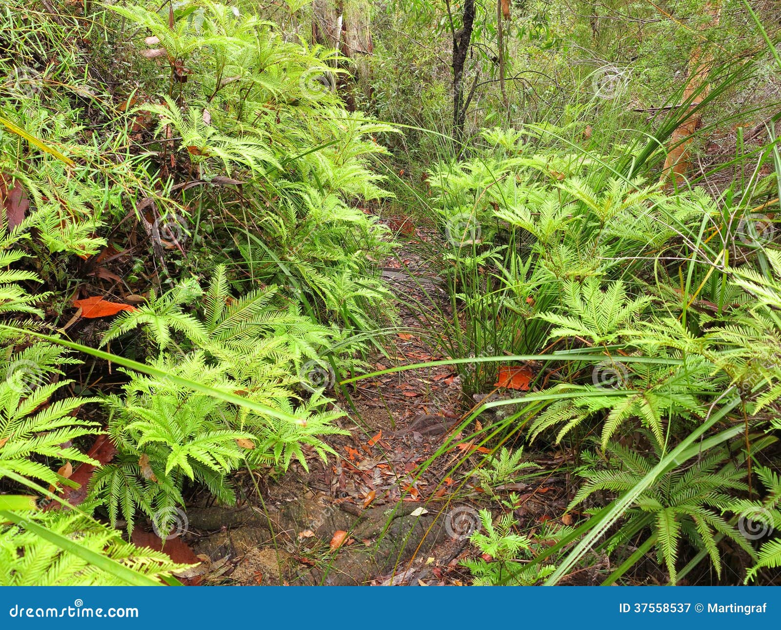 Trail through Moist Woodland in Rainforest Stock Image - Image of ...