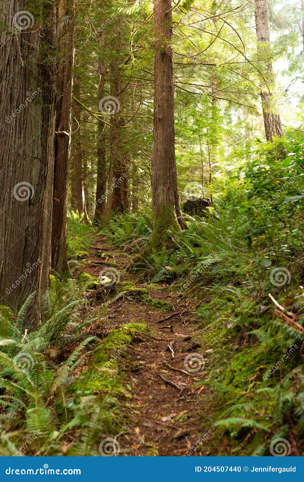 Trail through Mossy Forest on Cortes Island, BC Stock Photo - Image of ...