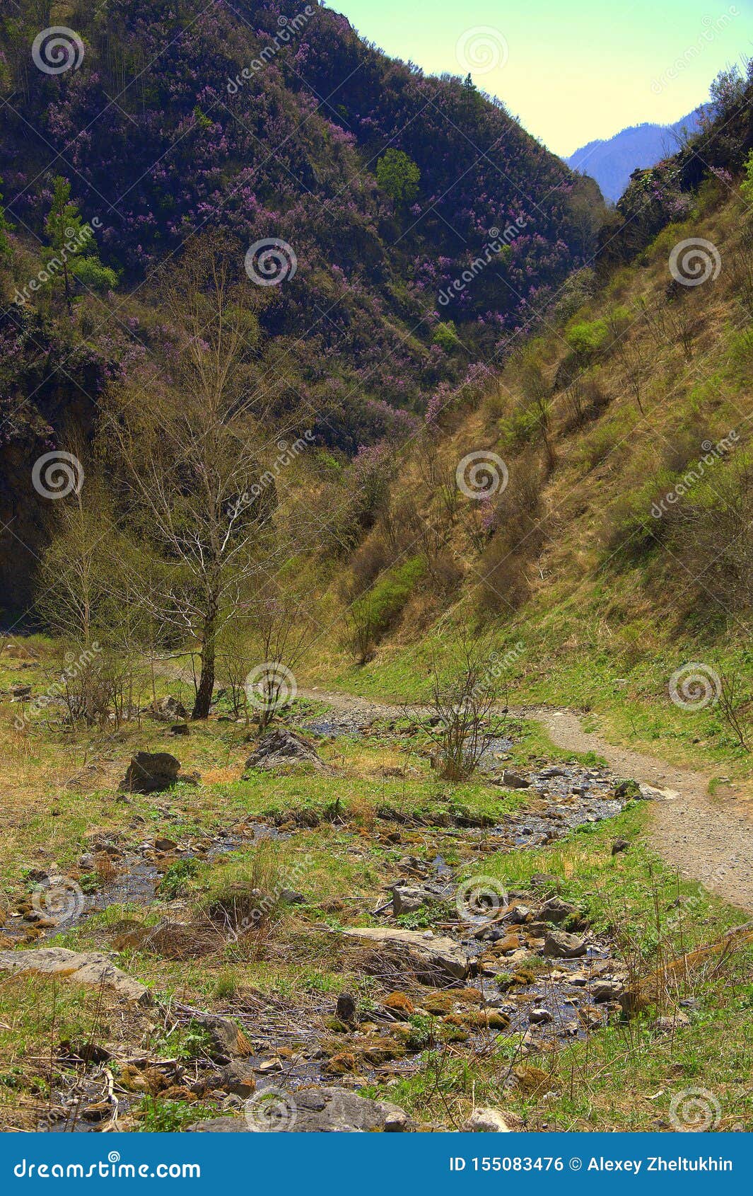 A Trail in a Mountain Gorge, among the Hillsides Covered with Forest ...