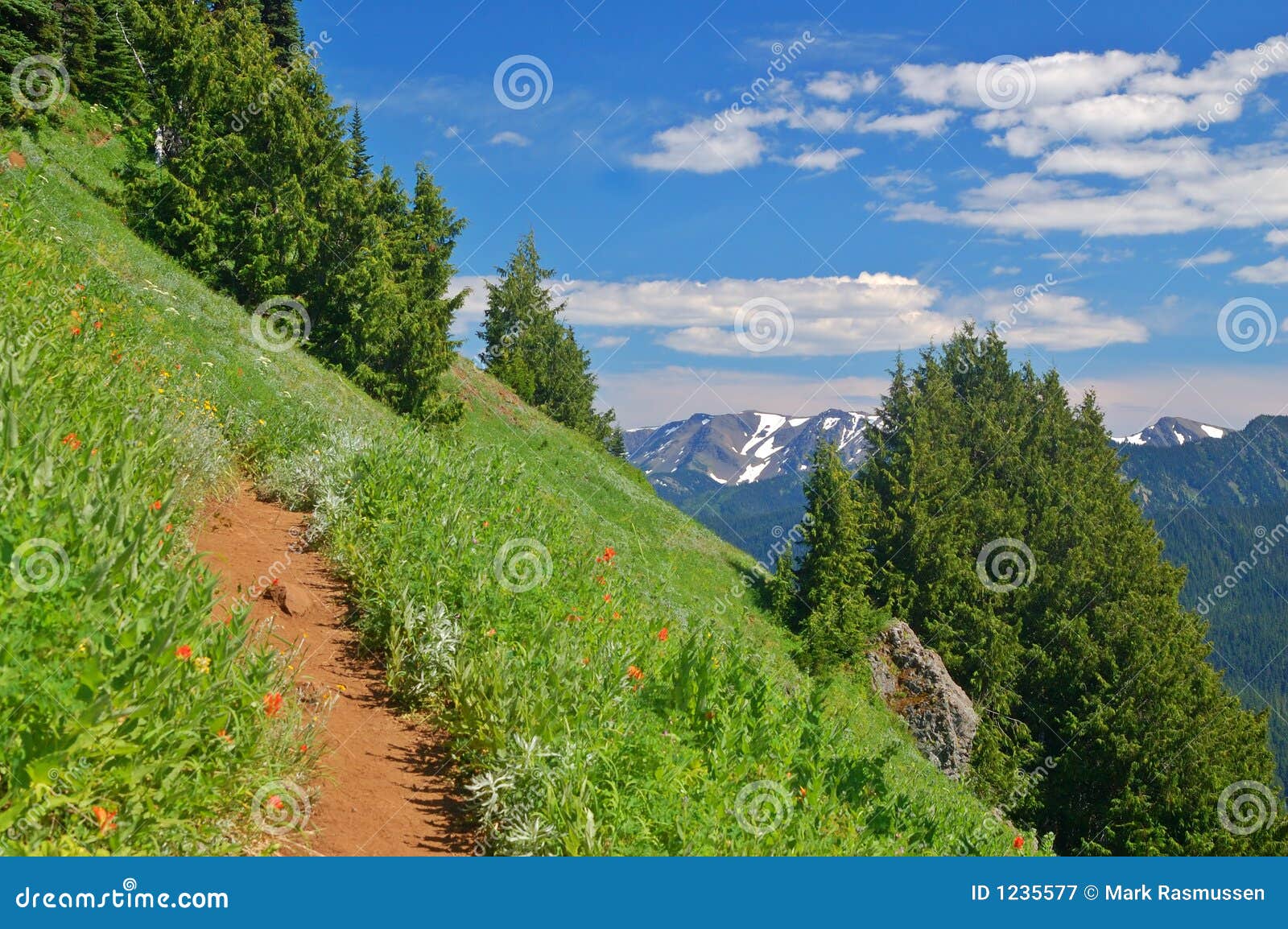 Trail in the mountains stock image. Image of evergreen - 1235577