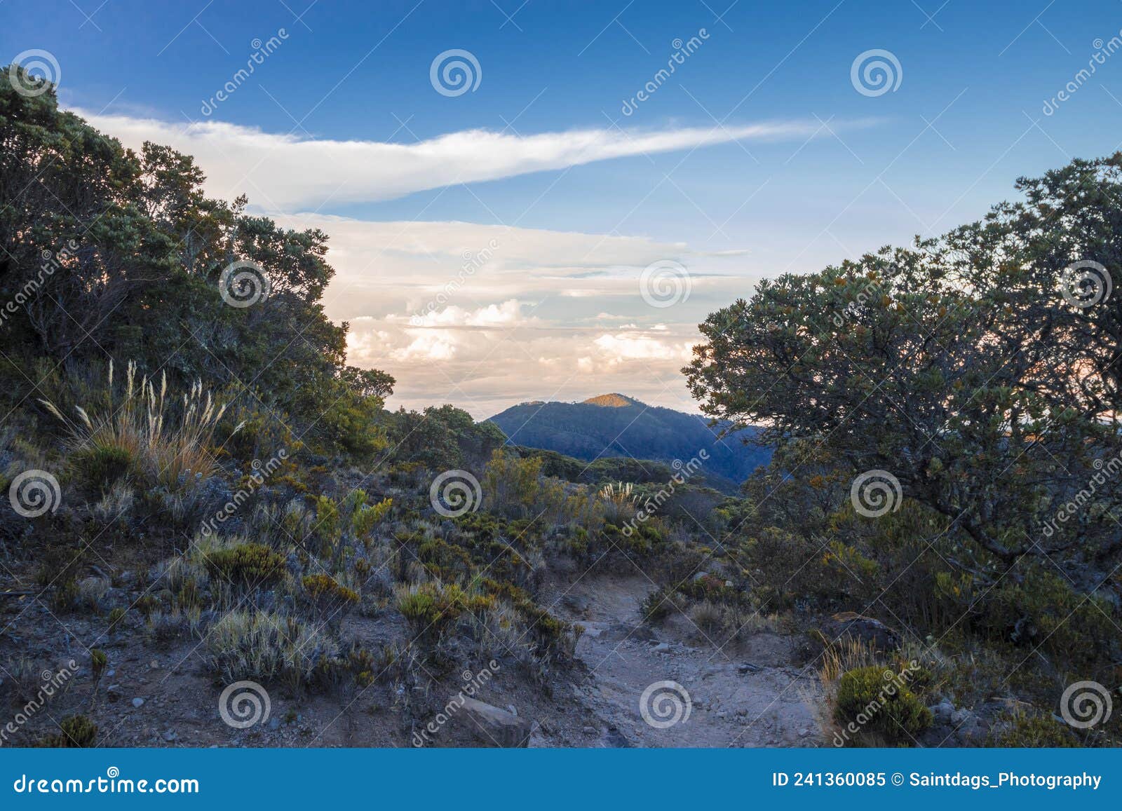 Trail in the Mountains with Paramo Vegetation in Chirripo National Park ...