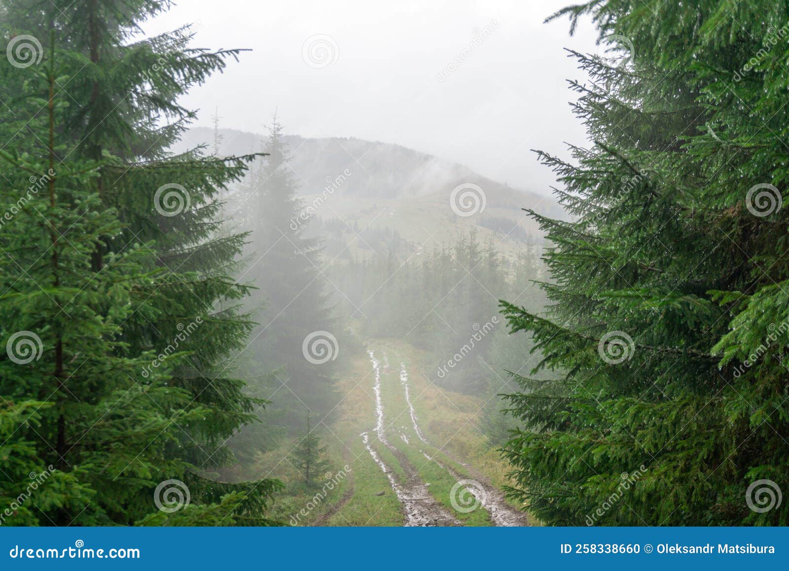 Trail in the Mountais. after Rain, Low Sky. a Path Under Trees in a ...