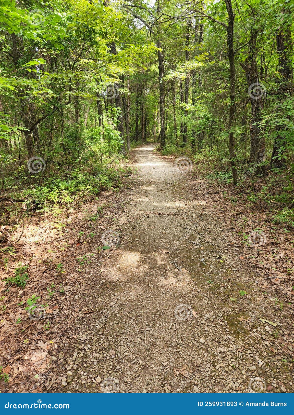 Trail of Natural Summer Solitude Stock Image - Image of summer, lawn ...