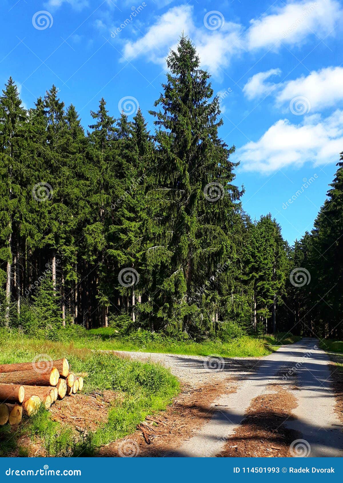 Way in forest stock image. Image of forest, trail, nature - 114501993