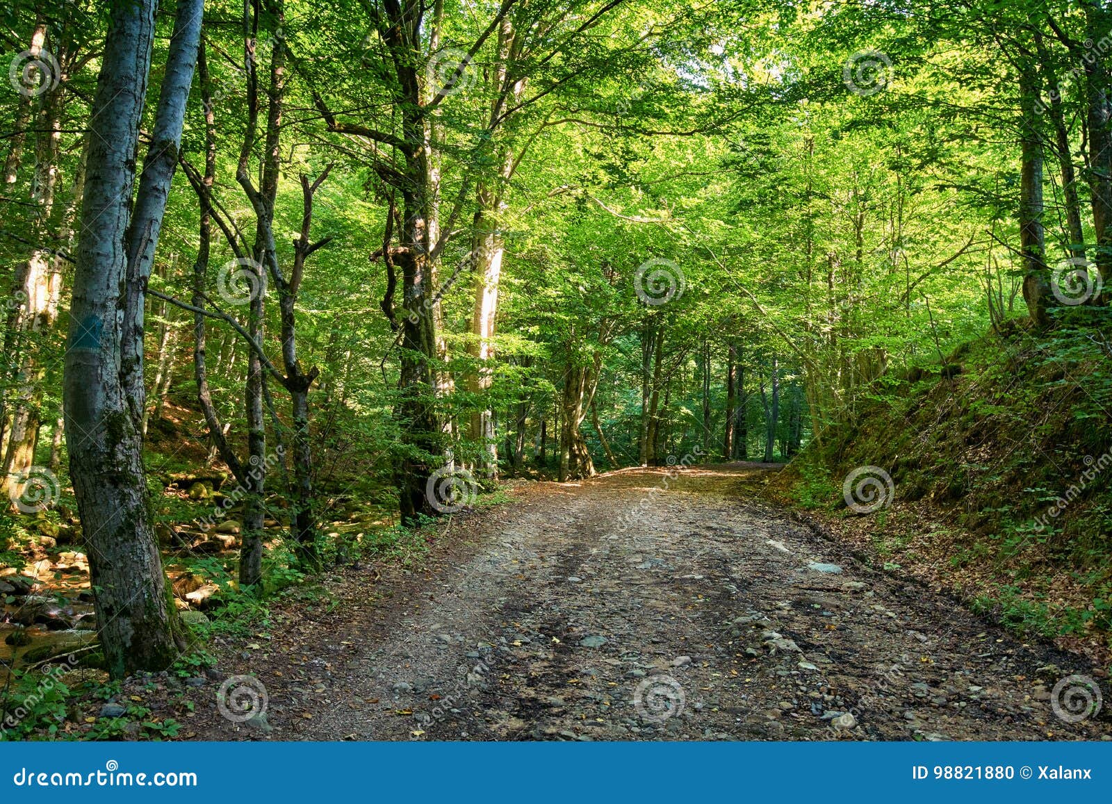 Trail Offroad through the Forest Stock Photo - Image of ground, beauty ...