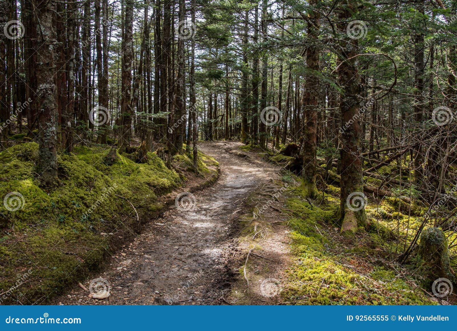 Trail Passes through Mossy Forest Stock Image - Image of horizontal ...