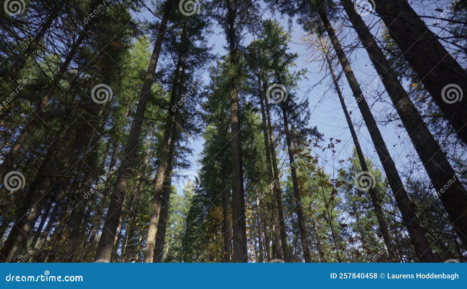 Trail Path at Fall in November in a Dark Forest Stock Footage - Video ...