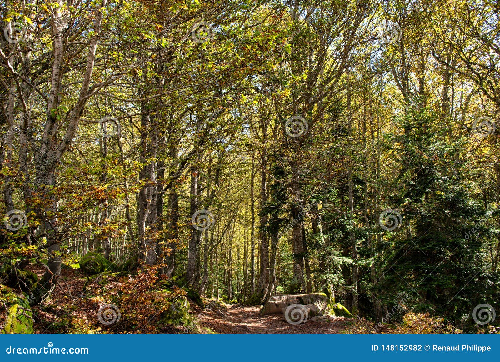 Trail, Path in the Forest. Calm Day Stock Photo - Image of leaf ...