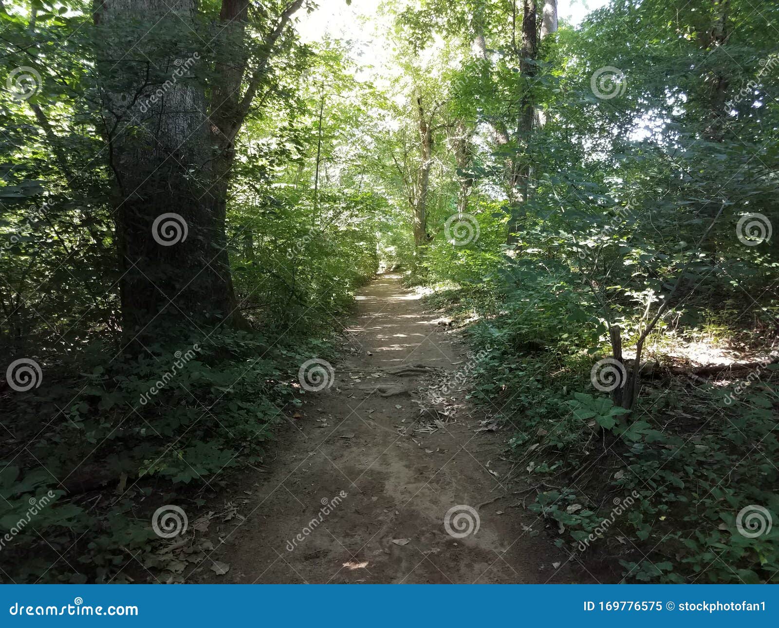 Trail or Path in Forest or Woods with Trees Stock Image - Image of ...