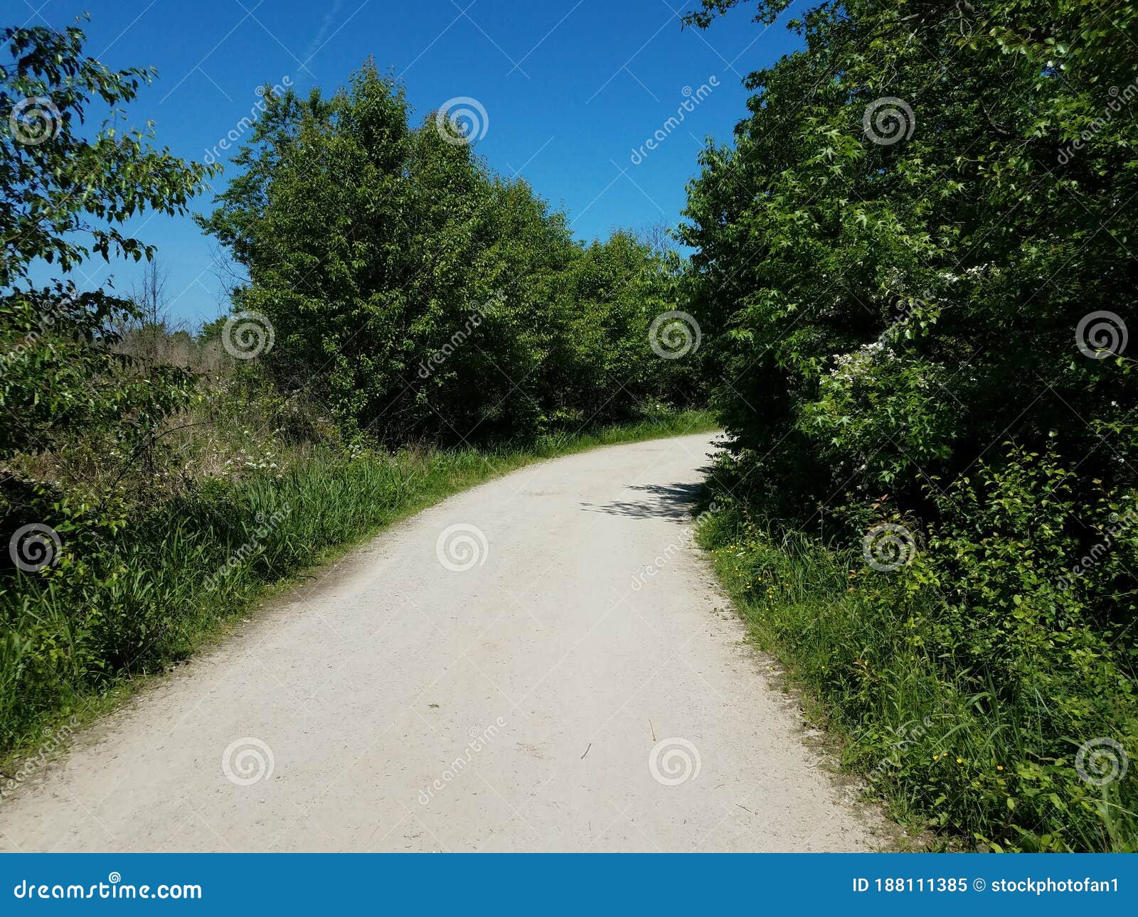 Trail or Path with Green Trees and Plants Stock Image - Image of nature ...