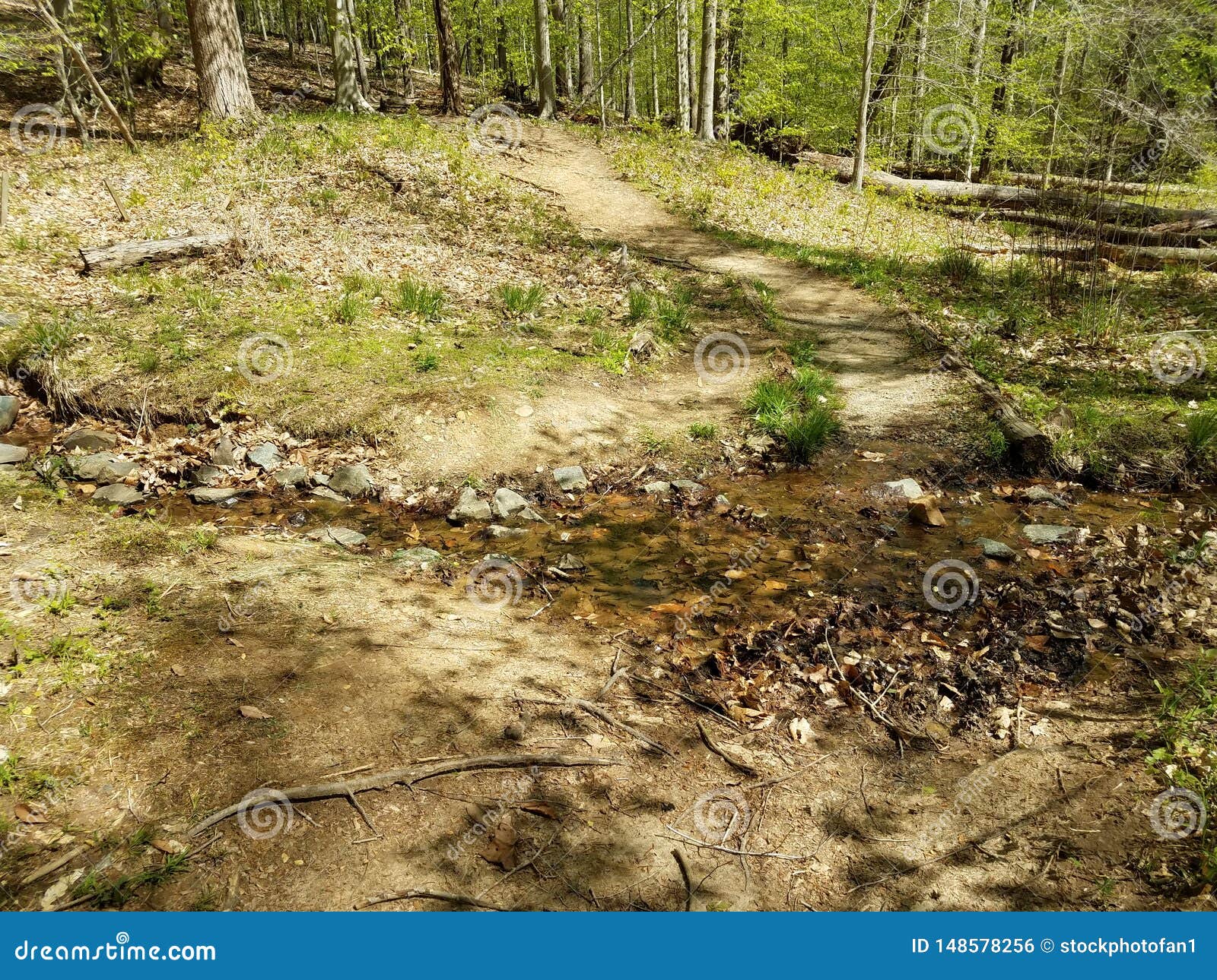 Trail or Path with Mud and Water or Stream Stock Photo - Image of ...