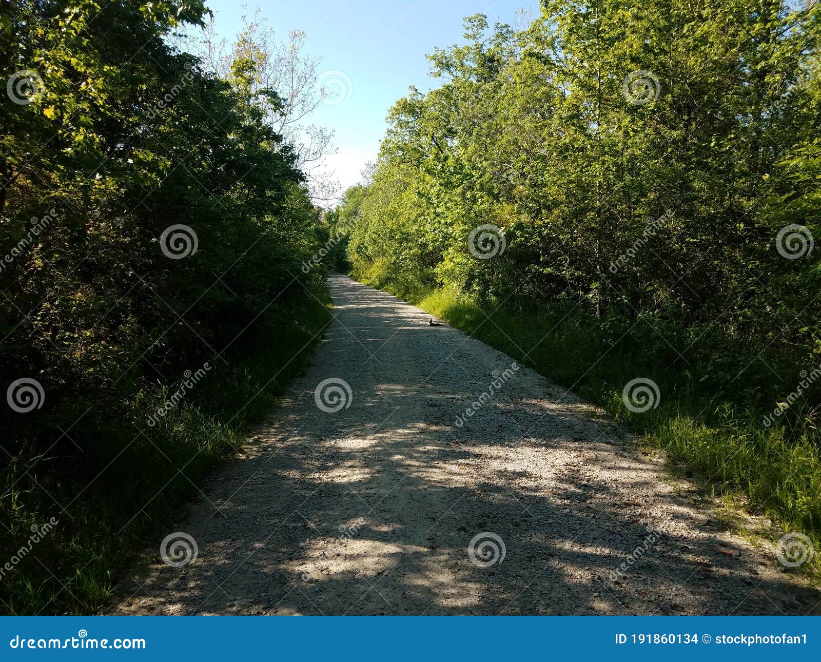 Trail or Path with Rabbit and Trees with Green Leaves Stock Photo ...