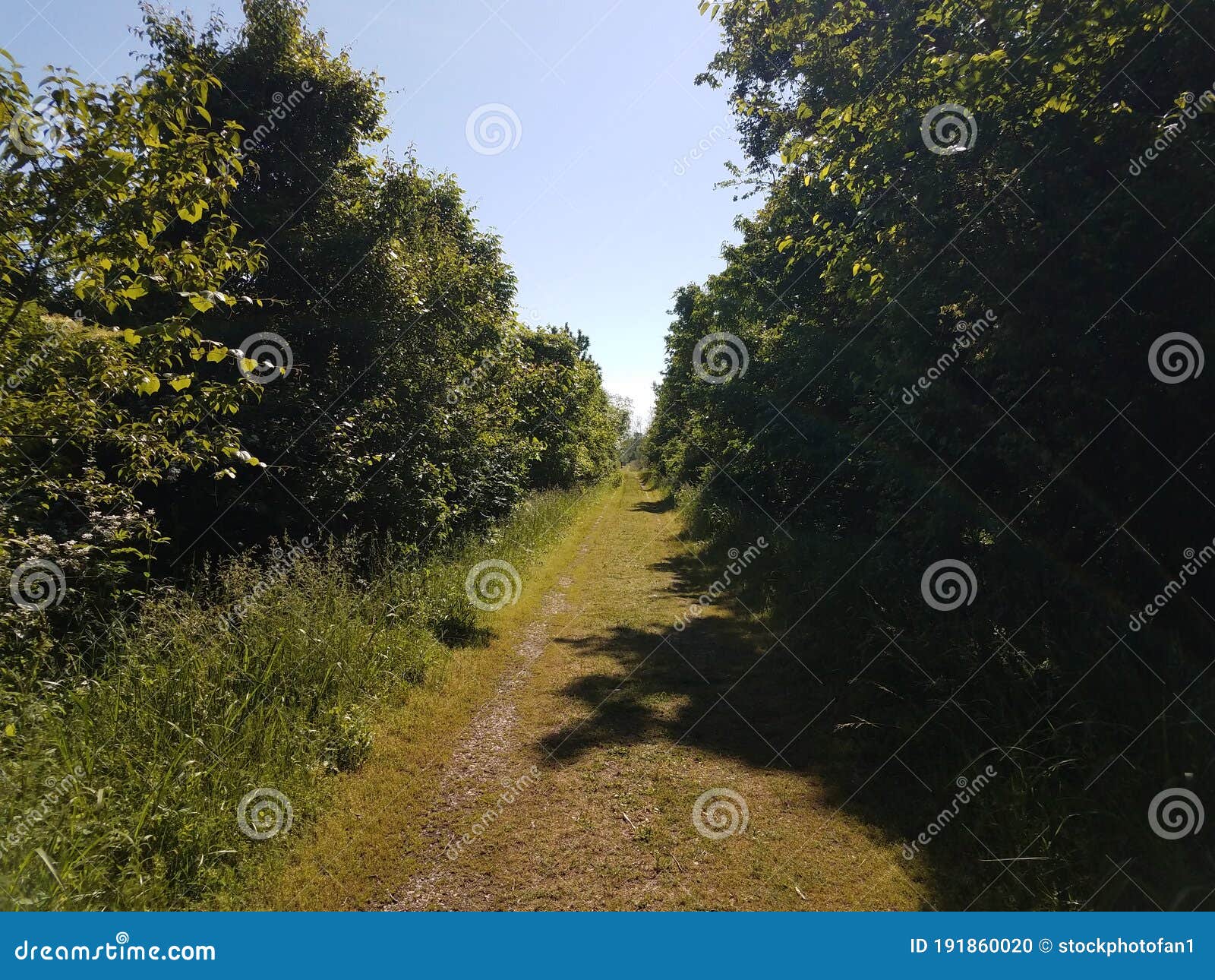 Trail or Path with Trees with Green Leaves Stock Photo - Image of ...