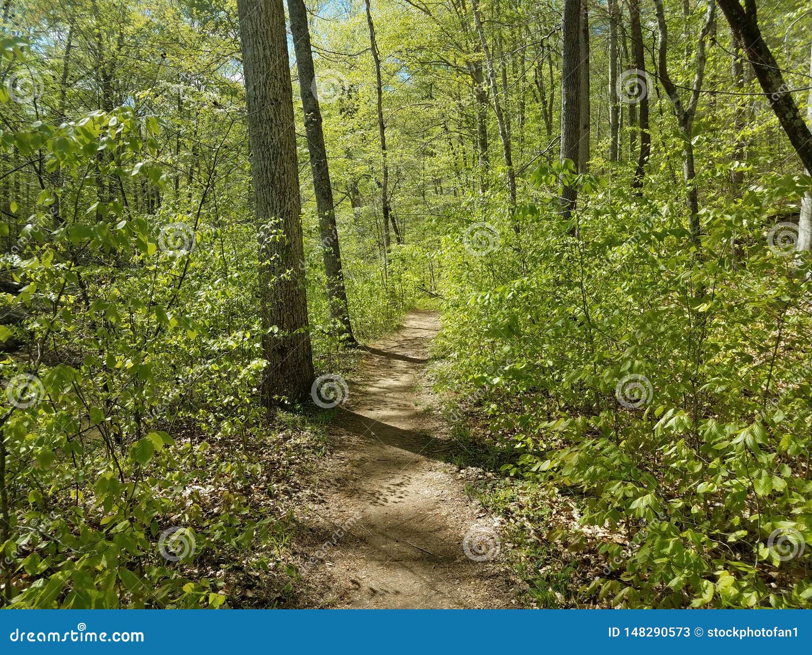 Trail or Path in Woods with Green Leaves and Trees Stock Image - Image ...
