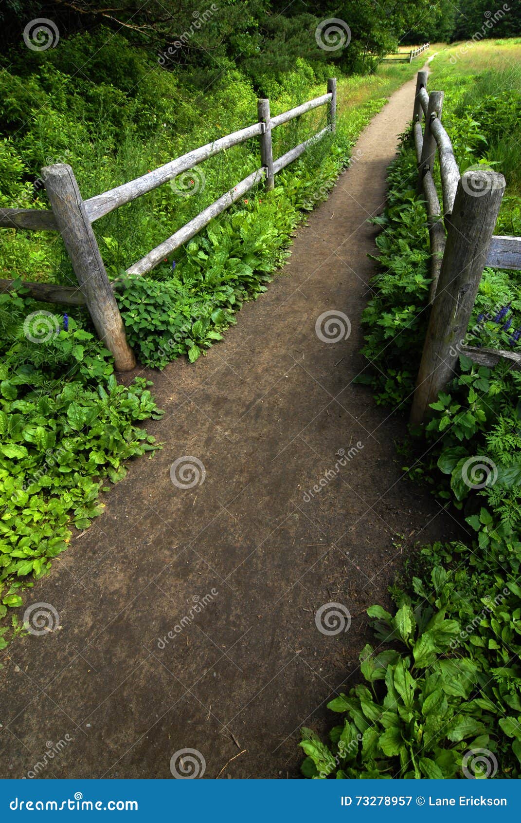 Trail or Pathway in Lush Green Forest Stock Image - Image of colors ...