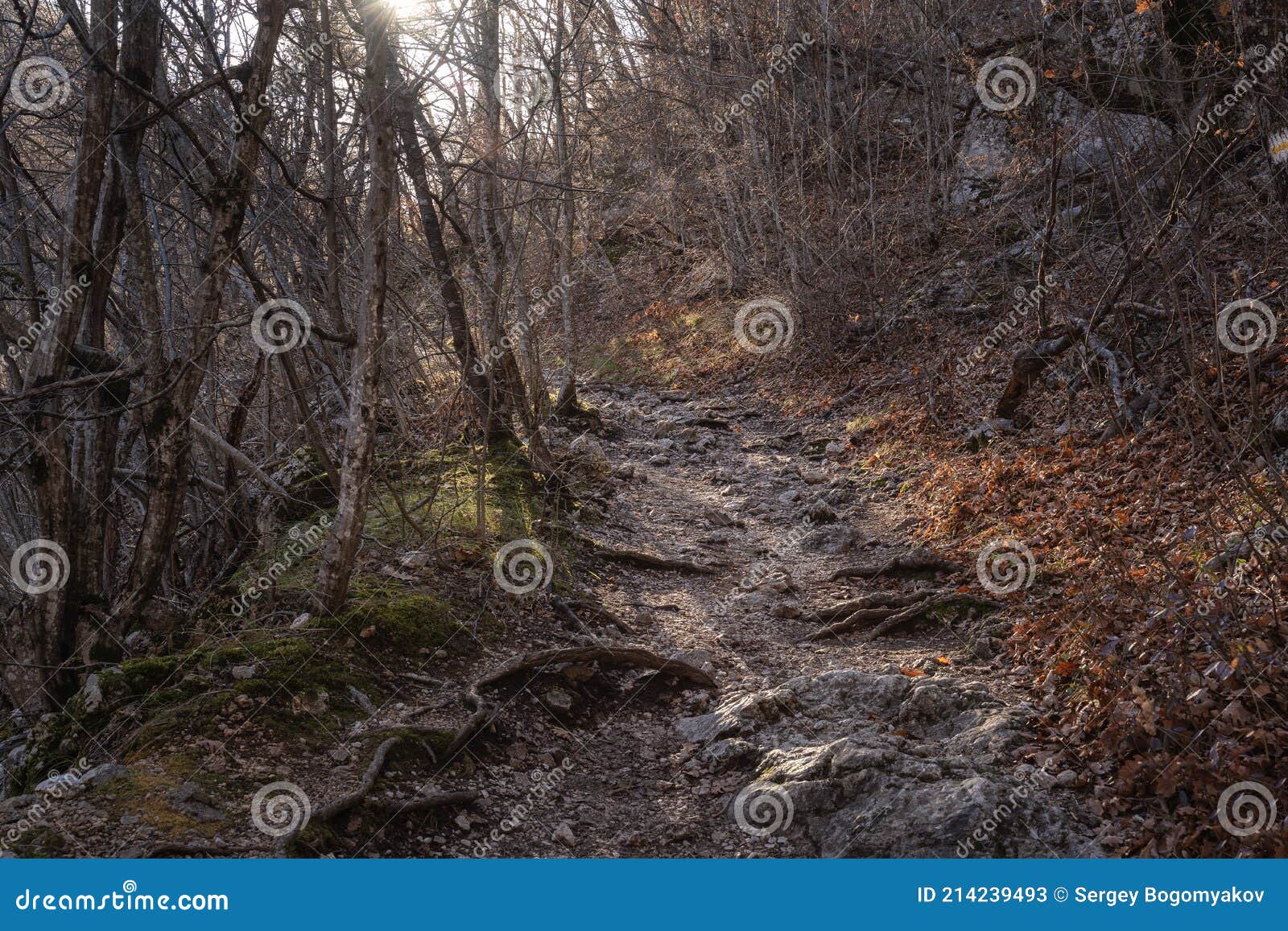 Trail without People Going through Winter Forest. There are No Leaves ...