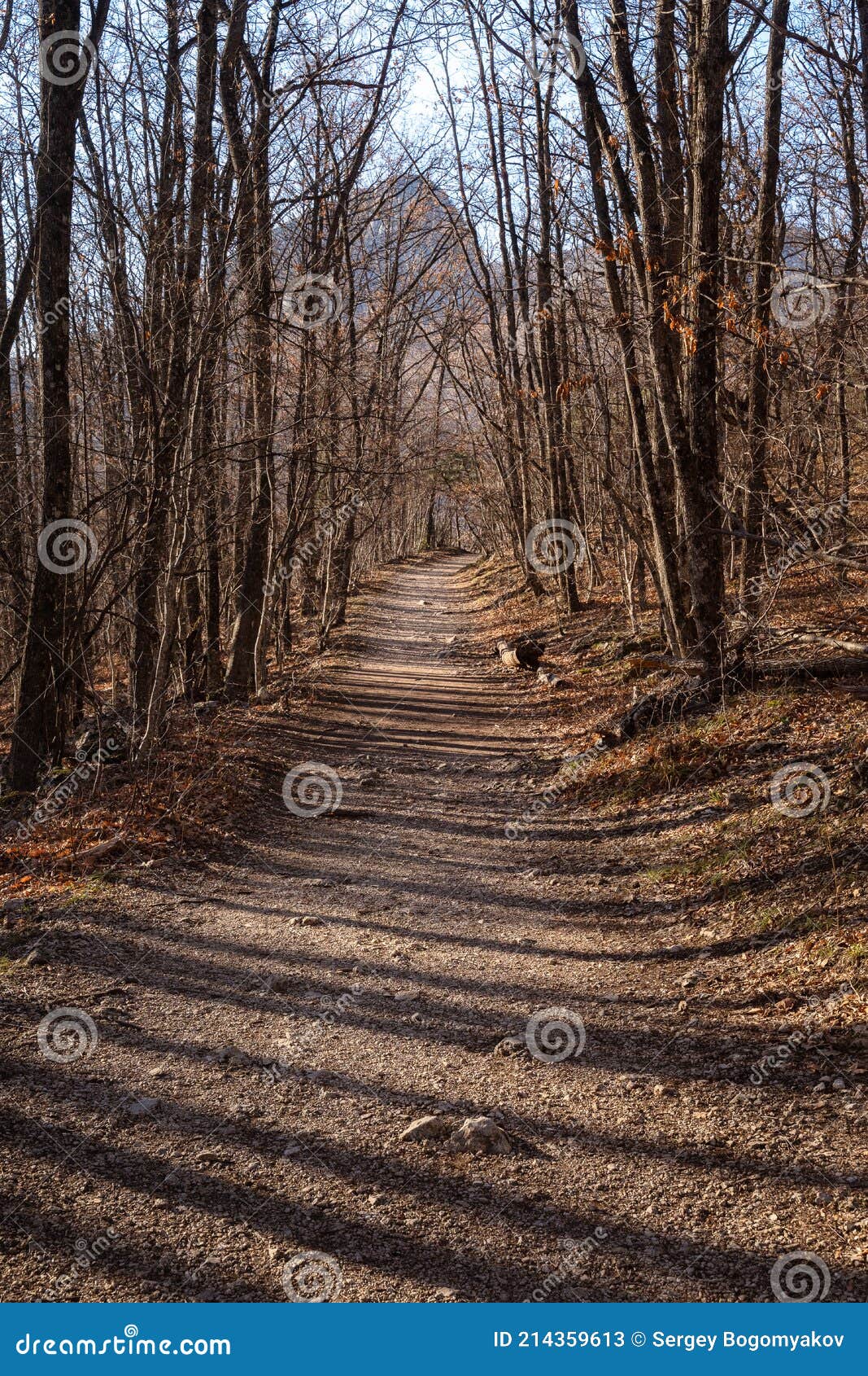 Trail without People Going through Winter Forest. There are No Leaves ...