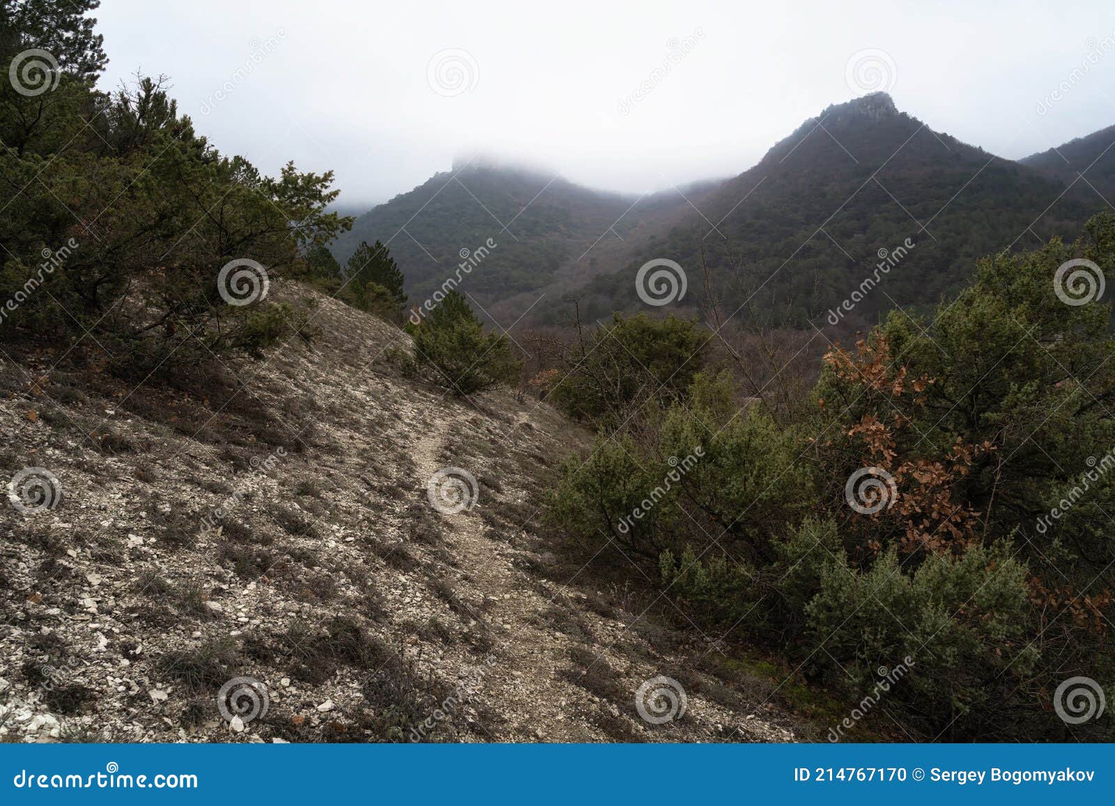 Trail without People Going through Winter Forest. There are No Leaves ...