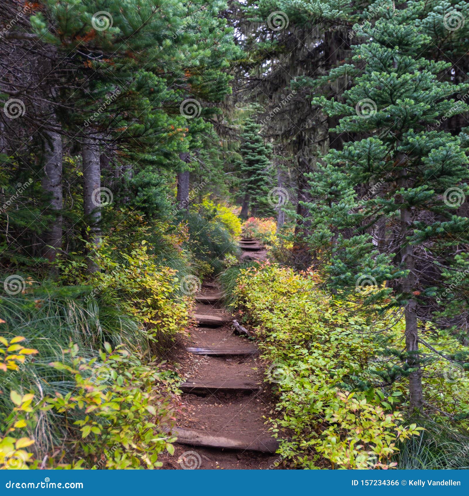 Trail through Pine Forest stock photo. Image of outdoor - 157234366
