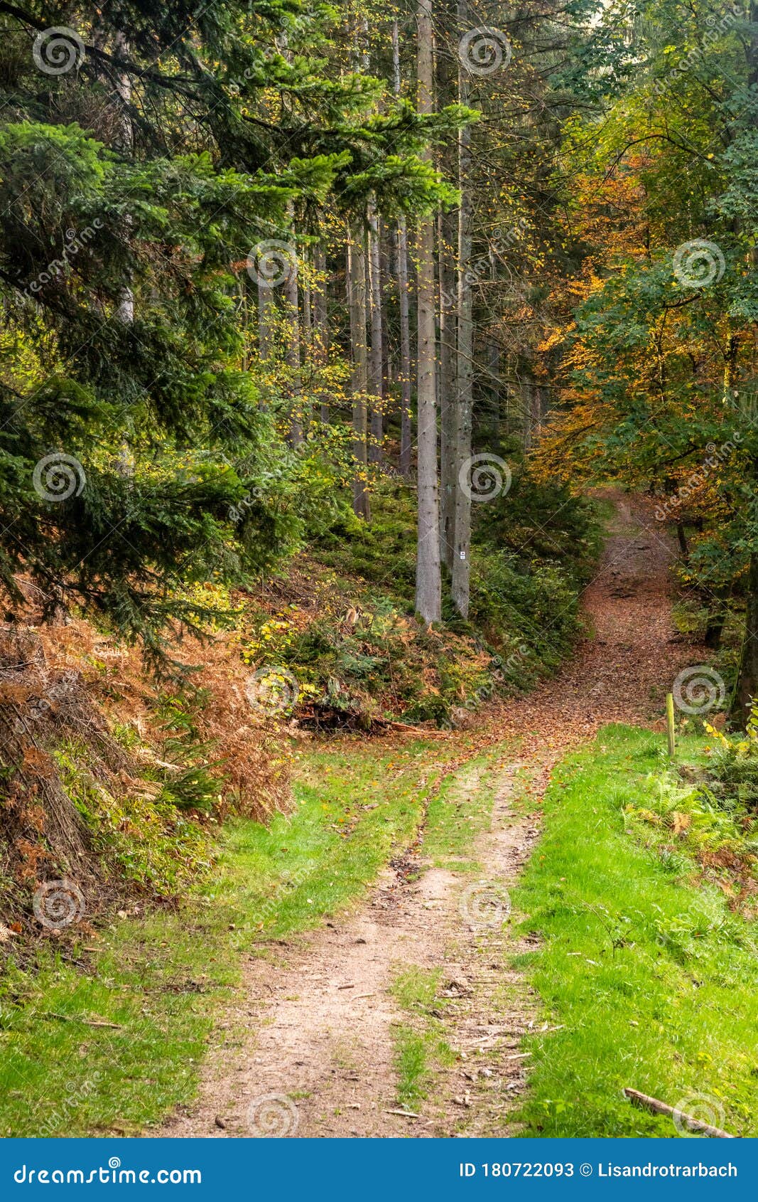 Trail with Pine Trees in Black Forest Around Forbach Village Stock ...