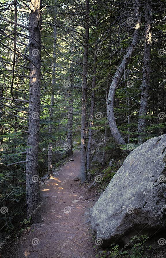 Trail in the quiet forest stock image. Image of leaves - 247910203