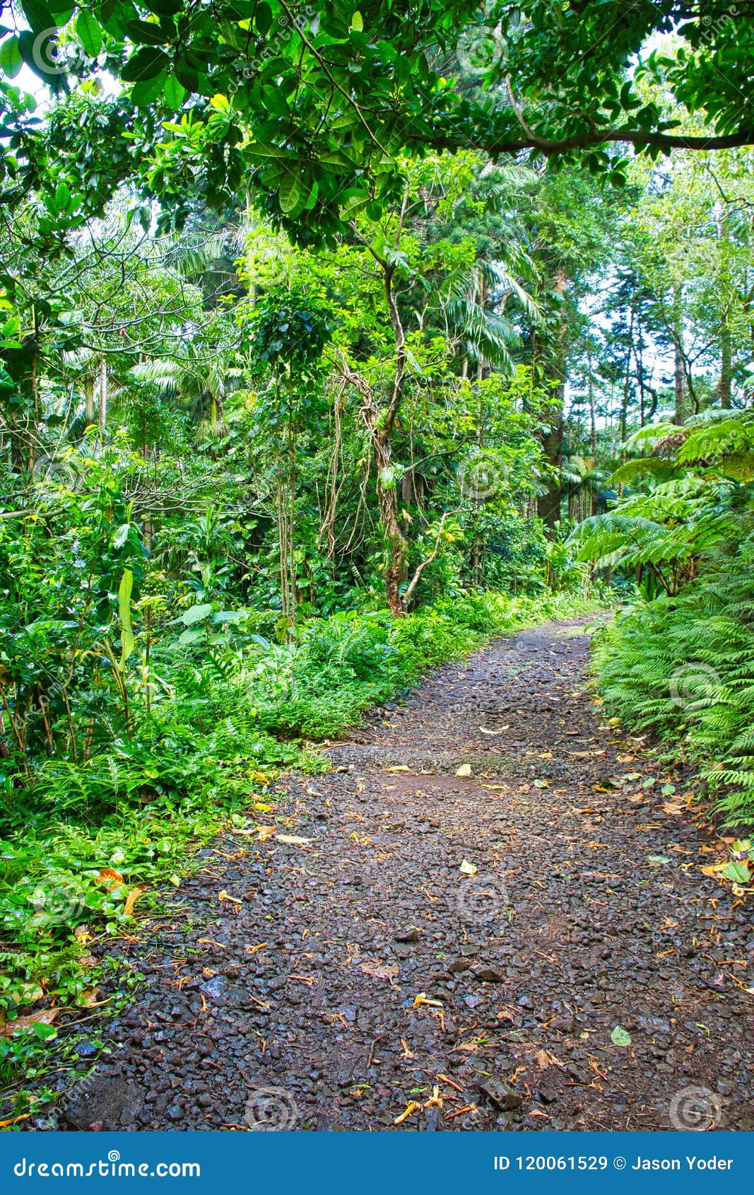 A Trail in a Rain Forest stock image. Image of portrait - 120061529
