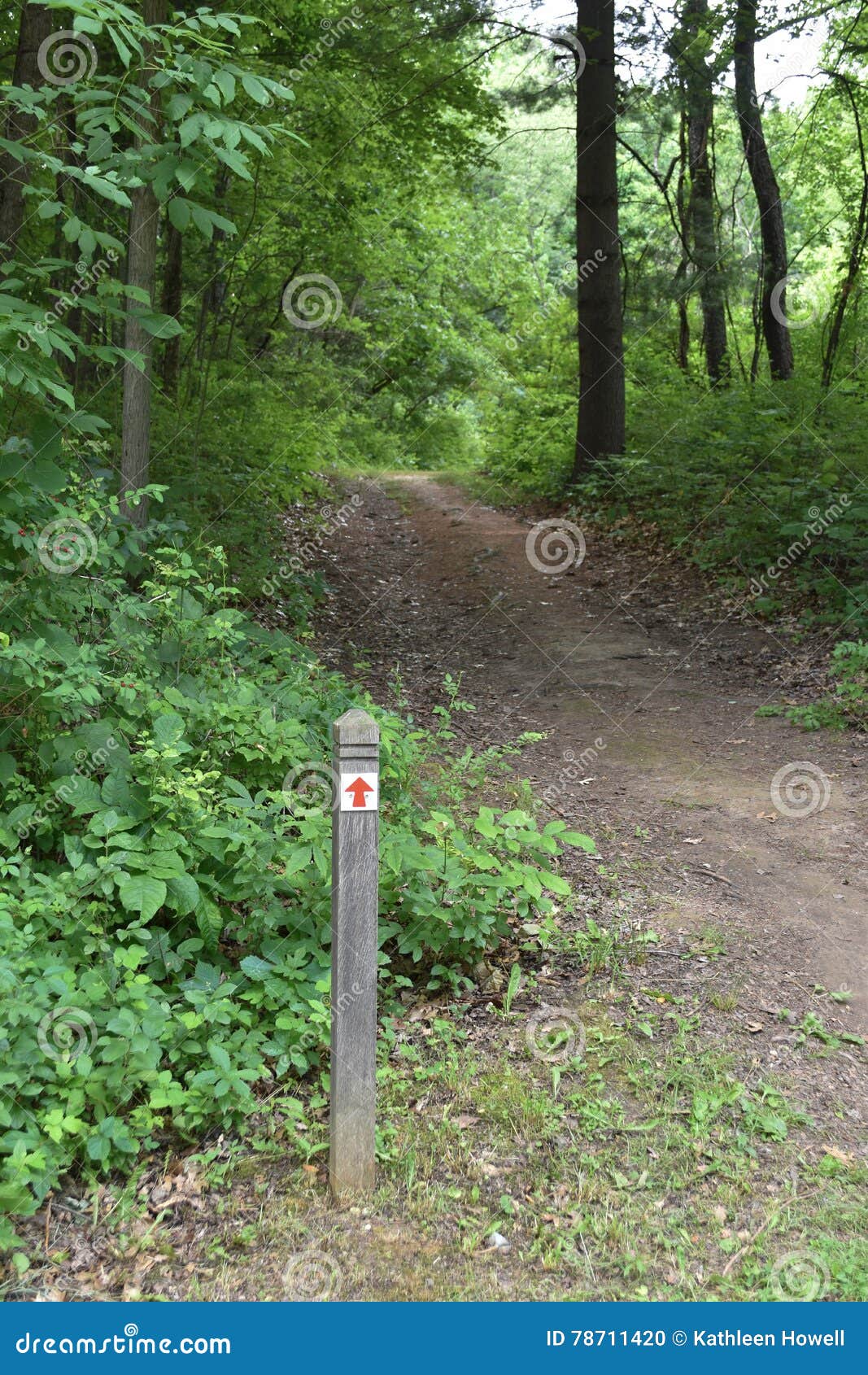 Trail with Red Arrow Marker Stock Photo - Image of vertical, tree: 78711420