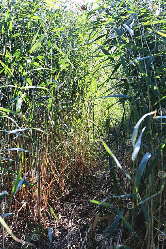 Trail in the Reeds. Pathway in the Cane Stock Image - Image of outing ...